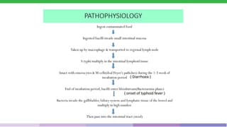 Typhoid Fever | PPT
