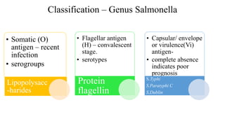 Typhoidal and non typhoidal salmonella.pptx