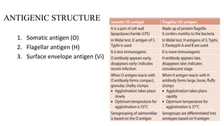 Typhoidal and non typhoidal salmonella.pptx