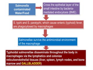 Typhoid fever | PPT