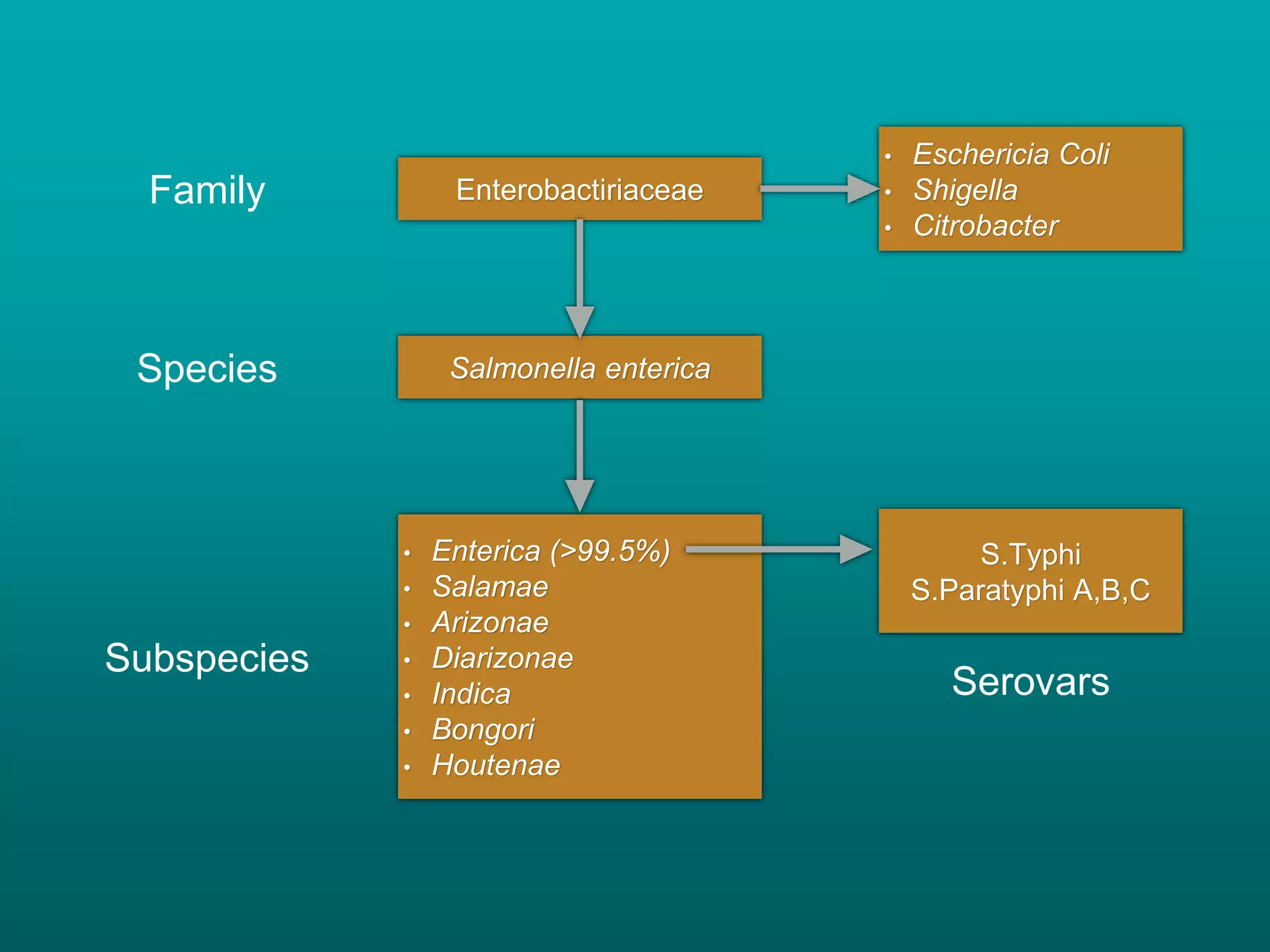Typhoid fever (Enteric fever) | PPTX