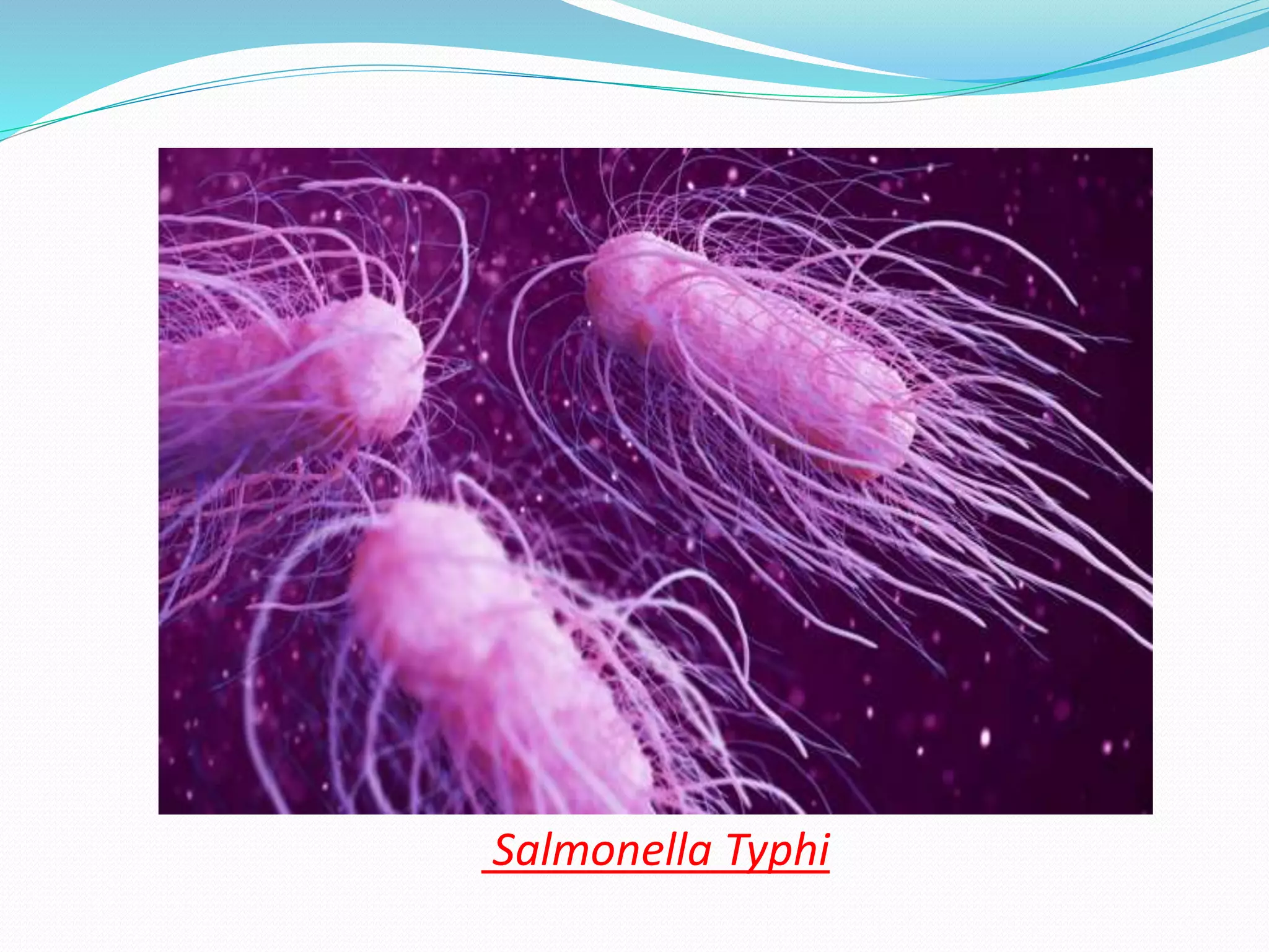TYPHOID FEVER | PPTX