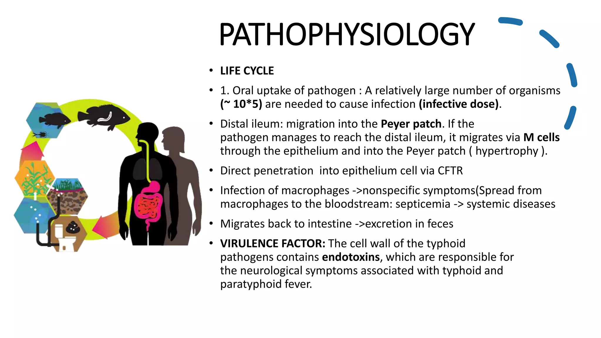 Typhoid fever overview | PPTX