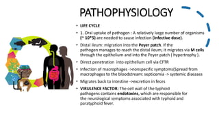Typhoid fever overview | PPTX