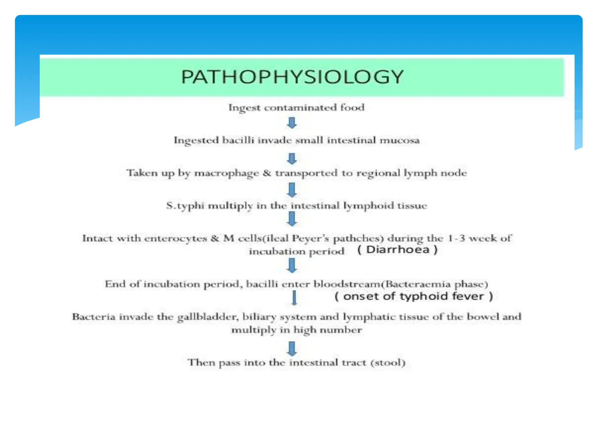 TYPHOID FEVER edited.pptx00000000000000 | PPTX