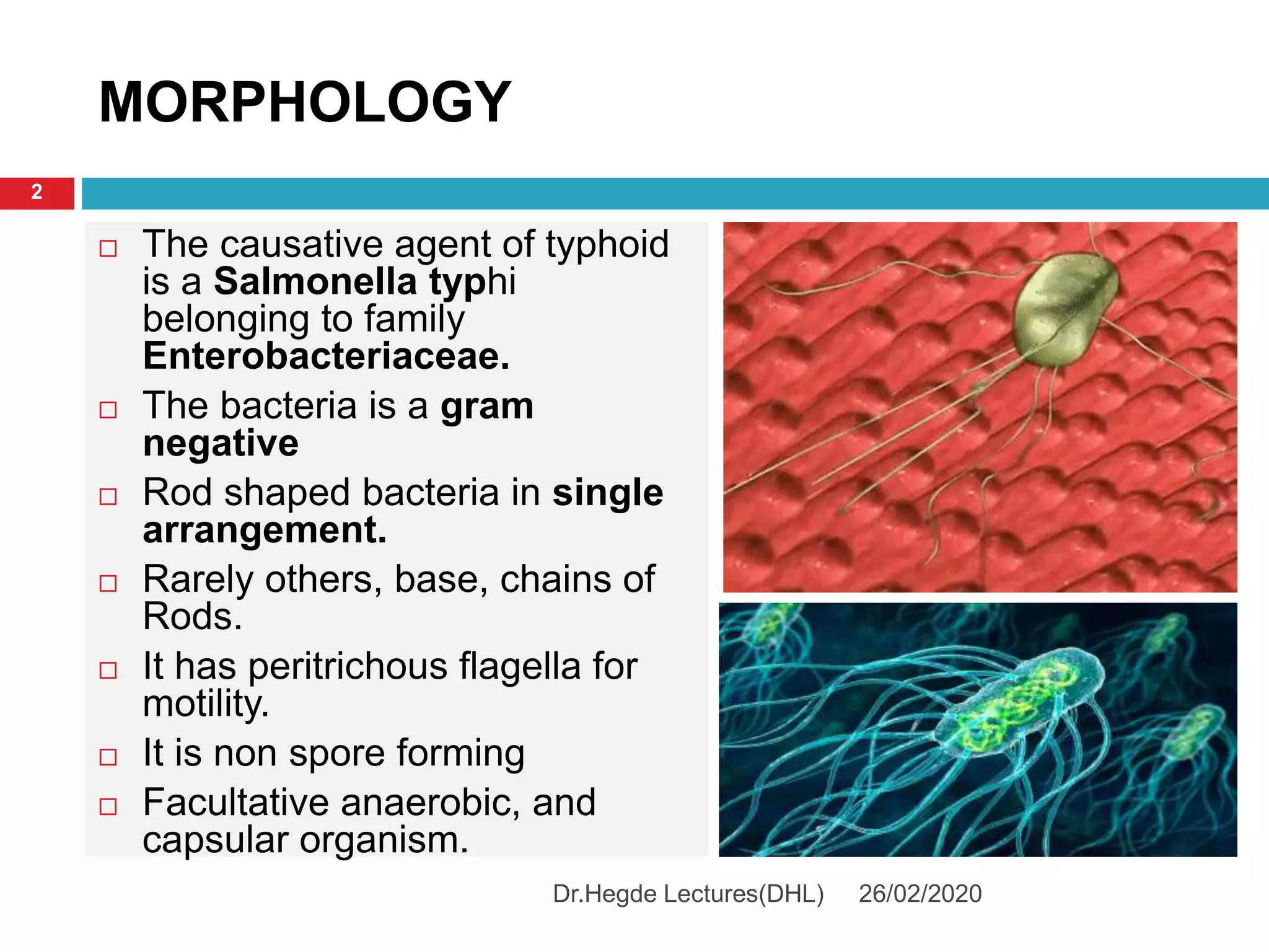 Typhoid Fever (Enteric Fever) | PPT
