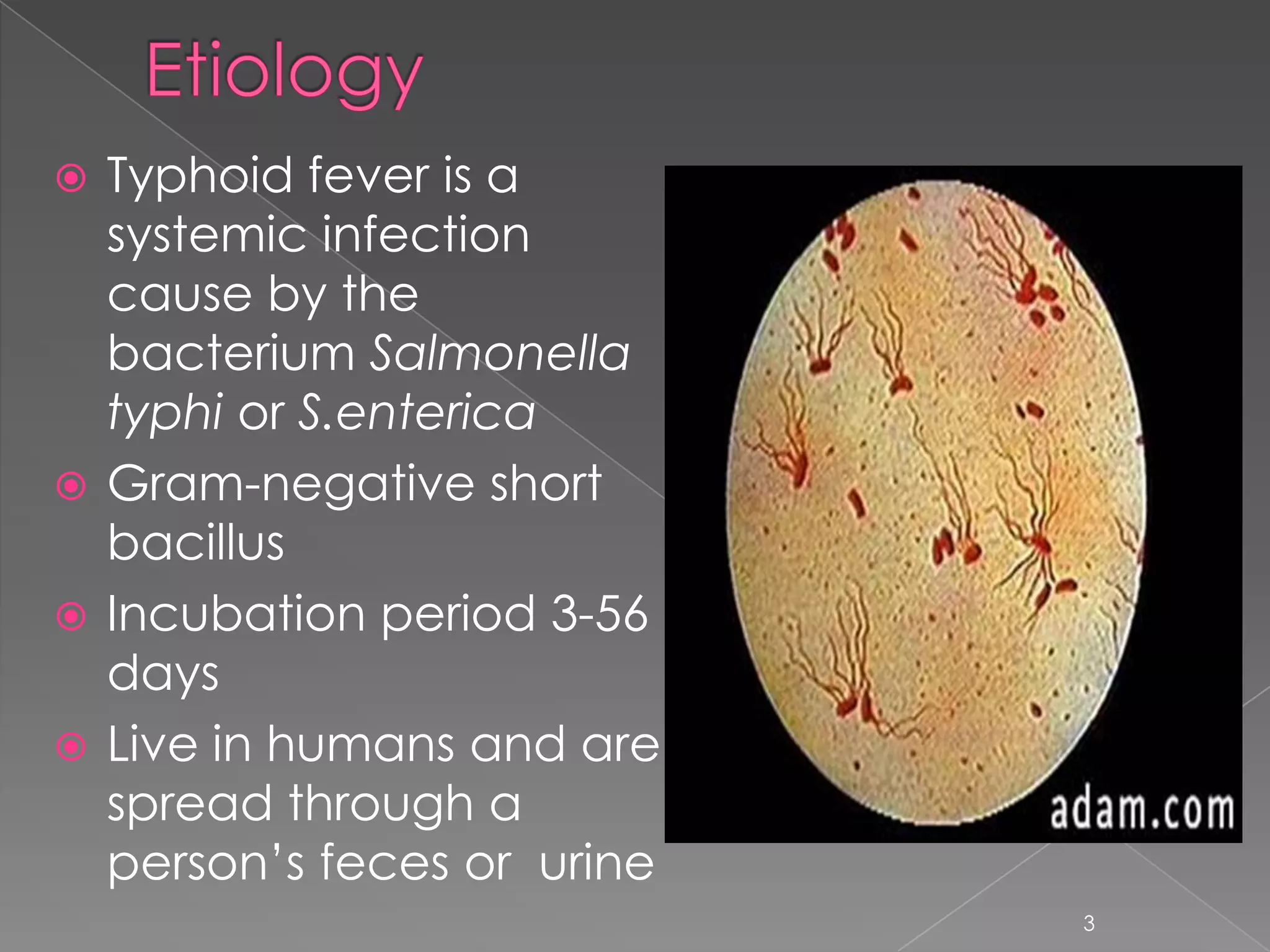 Typhoid fever in children group presentation- | PPTX
