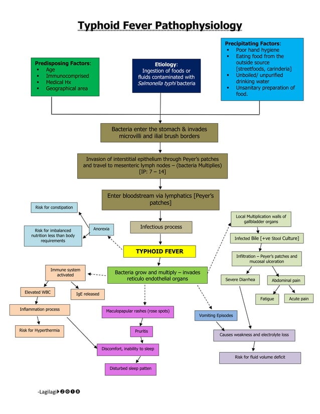 Typhoid fever pathophysiology | PDF | Digestive Disorders | Diseases ...