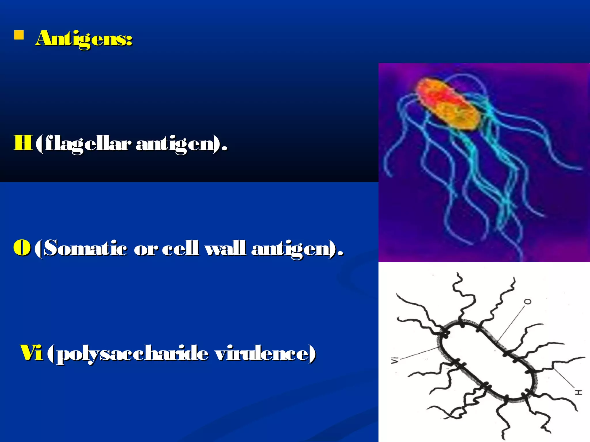Typhoid fever ppt | PPT