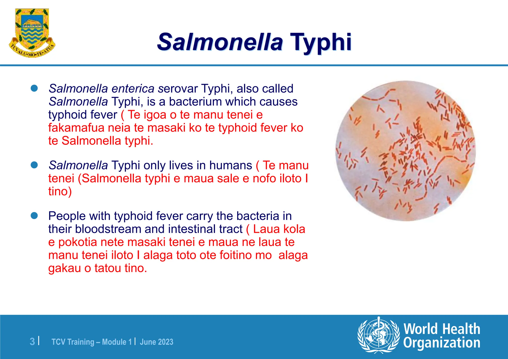 Typhoid Fever & Typhoid Vaccine Presentation Tuv Version.pptx