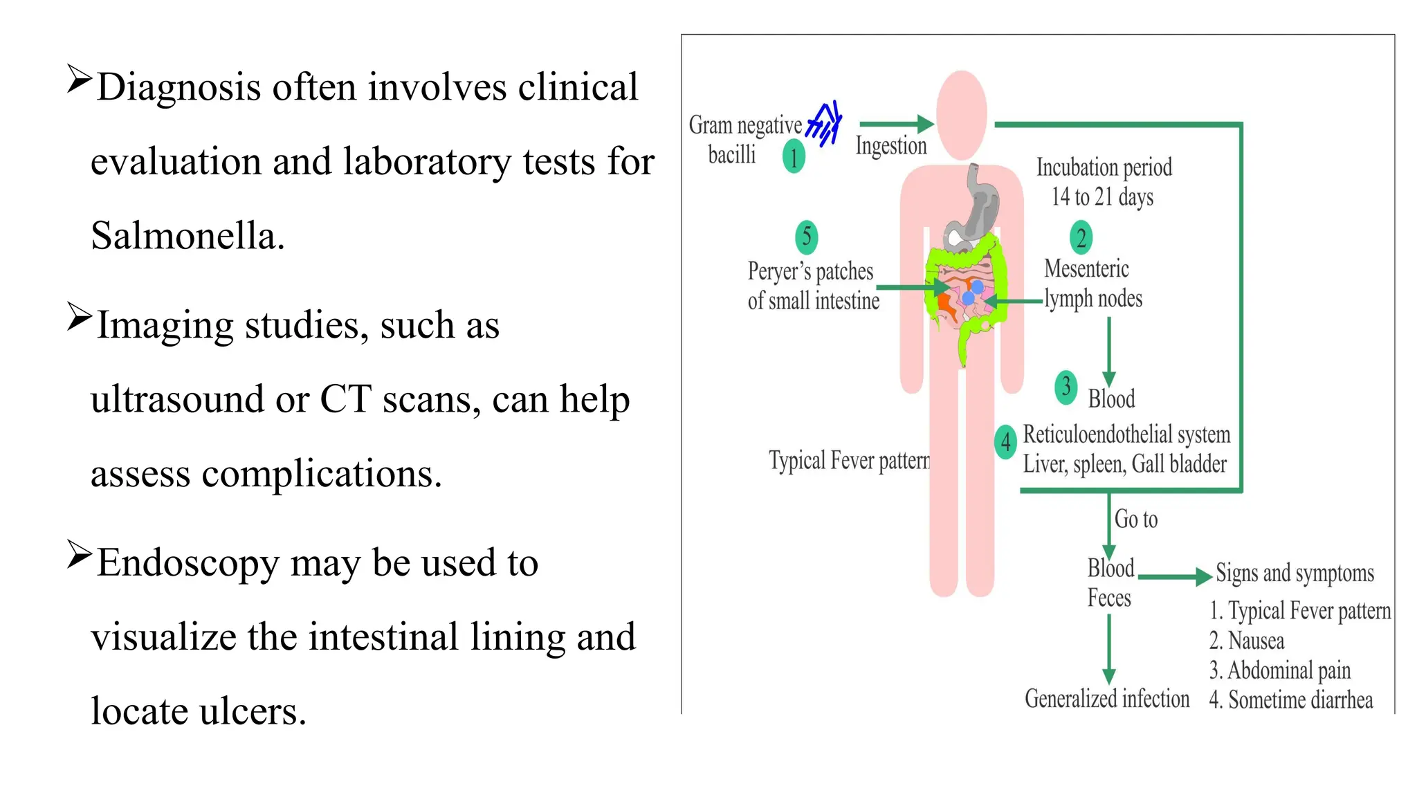 Typhoid ulcers, Enteric fever, all paramedical, B.Sc. Nursing ...