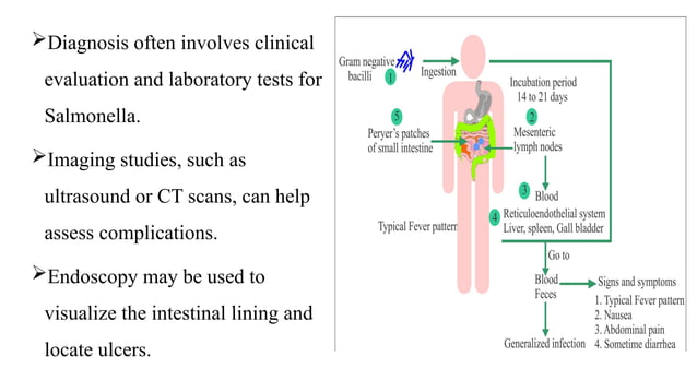 Typhoid ulcers, Enteric fever, all paramedical, B.Sc. Nursing ...