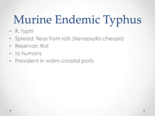 Typhus: the Rickettsial Disease | PPTX