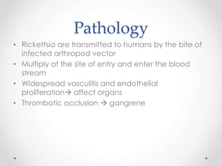 Typhus: the Rickettsial Disease | PPTX