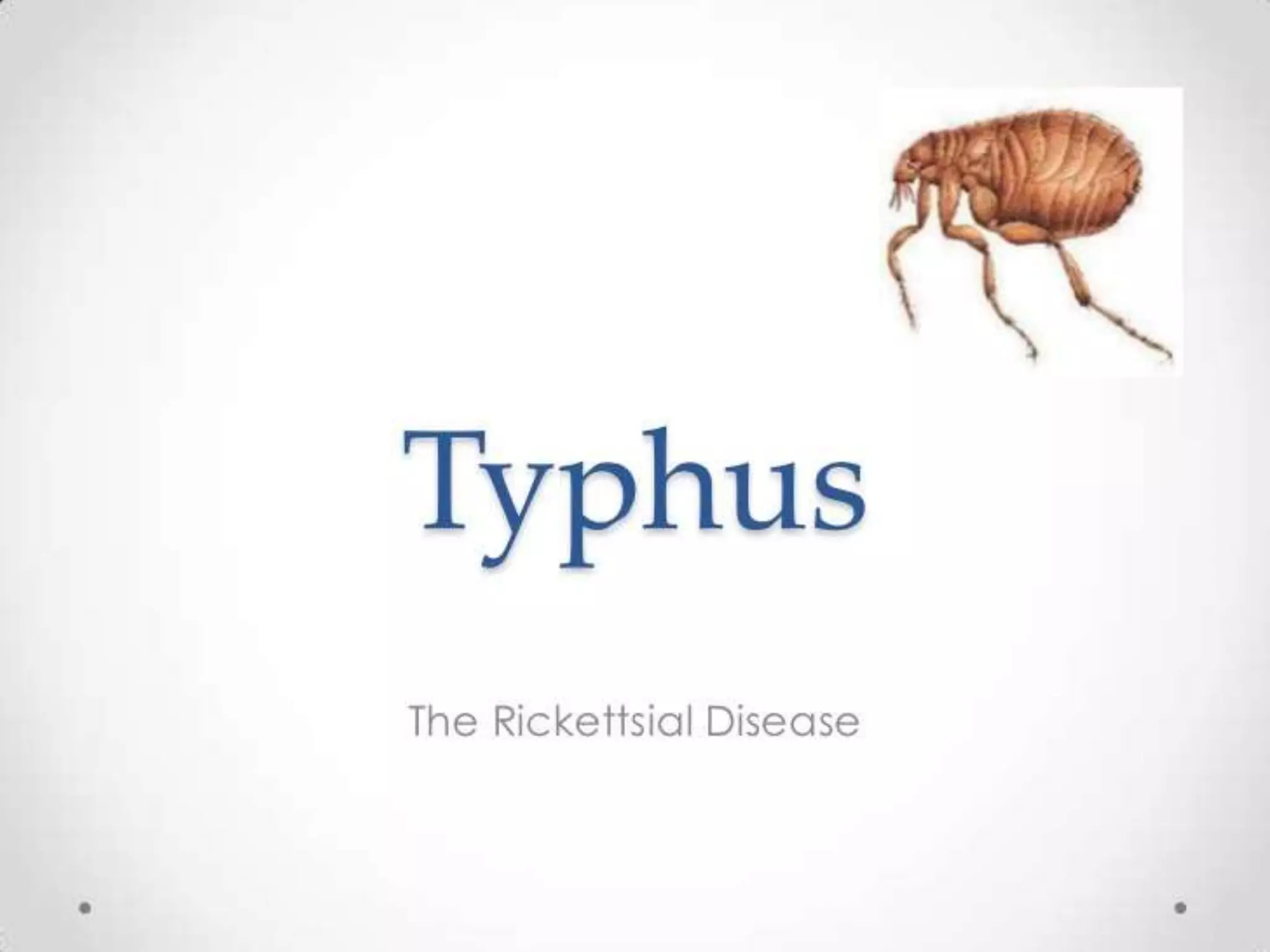 Typhus The Rickettsial Disease lecture | PPTX