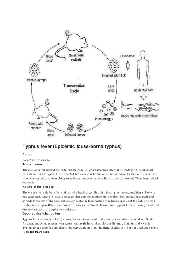 Typhus fever | DOCX | Infectious Diseases | Diseases and Conditions