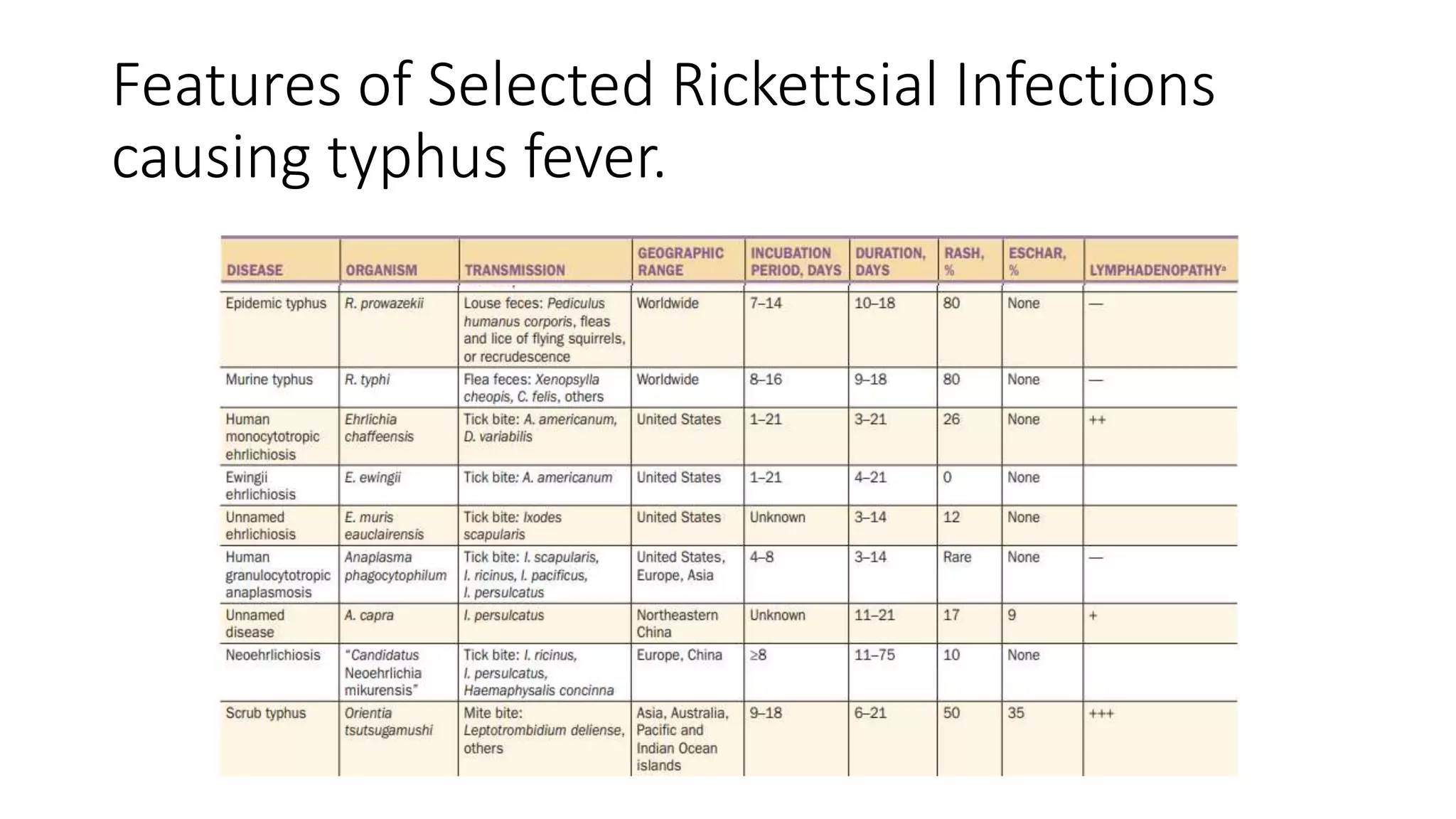 TYPHUS FEVER.pptx