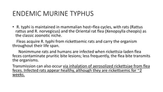TYPHUS FEVER.pptx