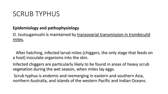 TYPHUS FEVER.pptx | Infectious Diseases | Diseases and Conditions