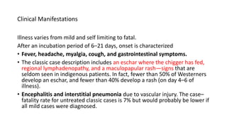 TYPHUS FEVER.pptx