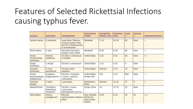 TYPHUS FEVER.pptx | Infectious Diseases | Diseases and Conditions