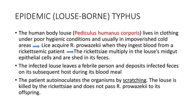 TYPHUS FEVER.pptx | Infectious Diseases | Diseases and Conditions