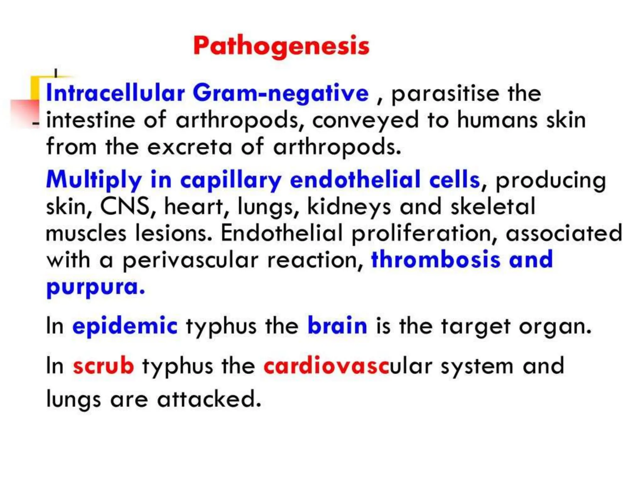 Typhus Fever and its epidemiology worldwide.pptx