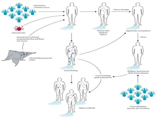 Typhus Fever and its epidemiology worldwide.pptx