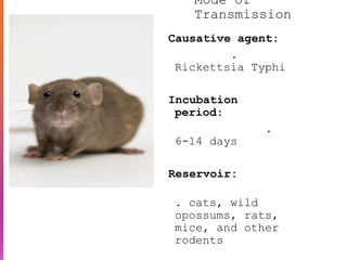 Typhus Fever and its epidemiology worldwide.pptx