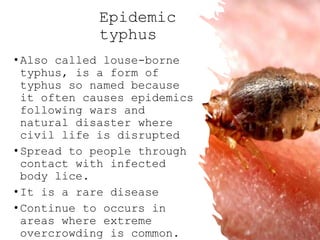 Typhus Fever and its epidemiology worldwide.pptx