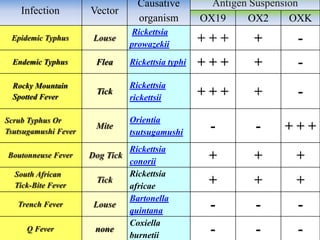 Typhus group diseases | PPTX