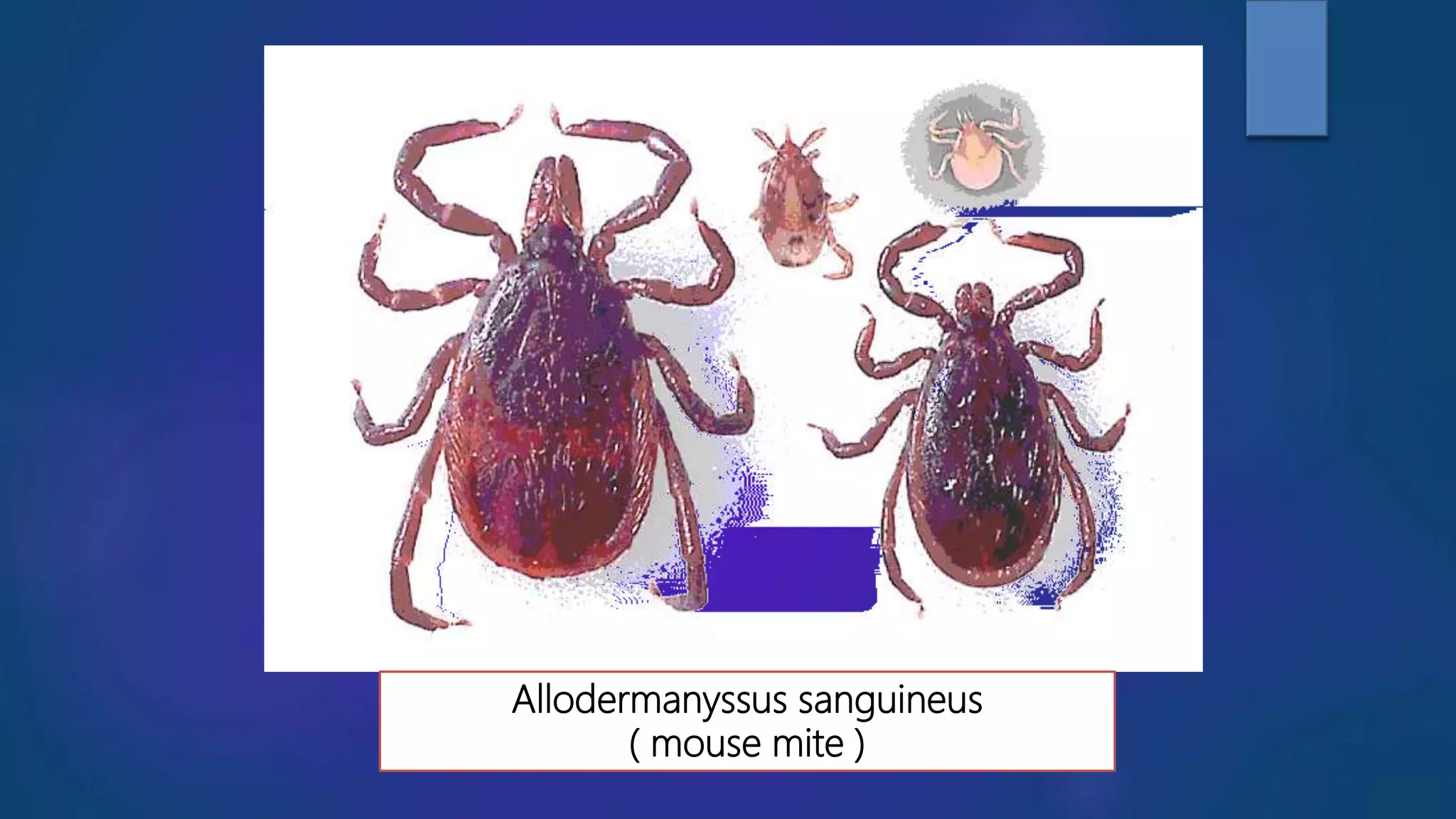 Typhus , yellow , dengue ..also deals with causative agents insects ...