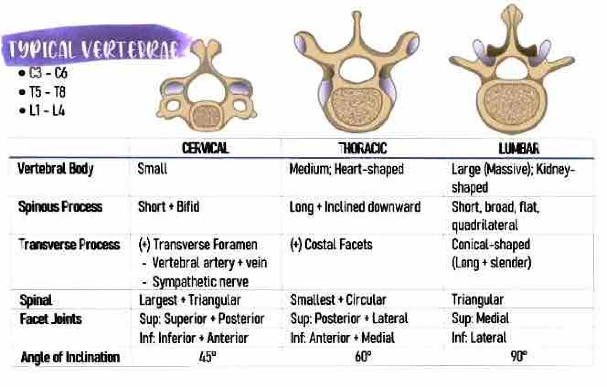 typical and atypical vertebrae anatomy notes | PDF