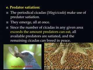 Typical behaviour in cicada | PPTX | Birdwatching | Hobbies & Interests