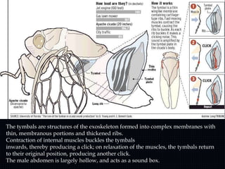 Typical behaviour in cicada | PPTX
