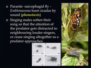 Typical behaviour in cicada | PPTX | Birdwatching | Hobbies & Interests