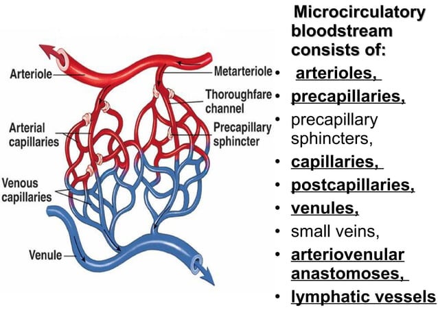 Typical disorders of peripheral blood flow