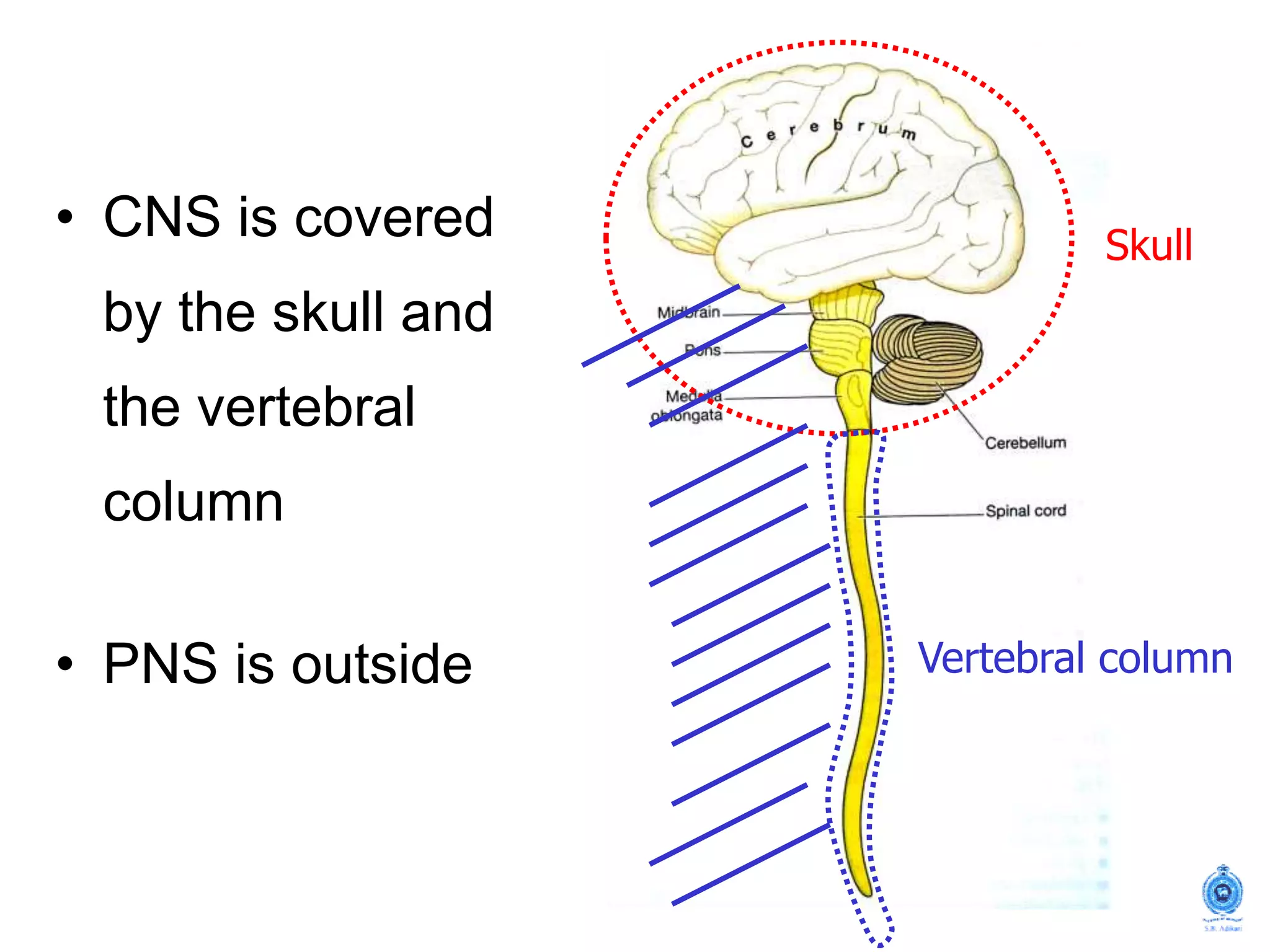 Typical Spinal Nerve.ppsx
