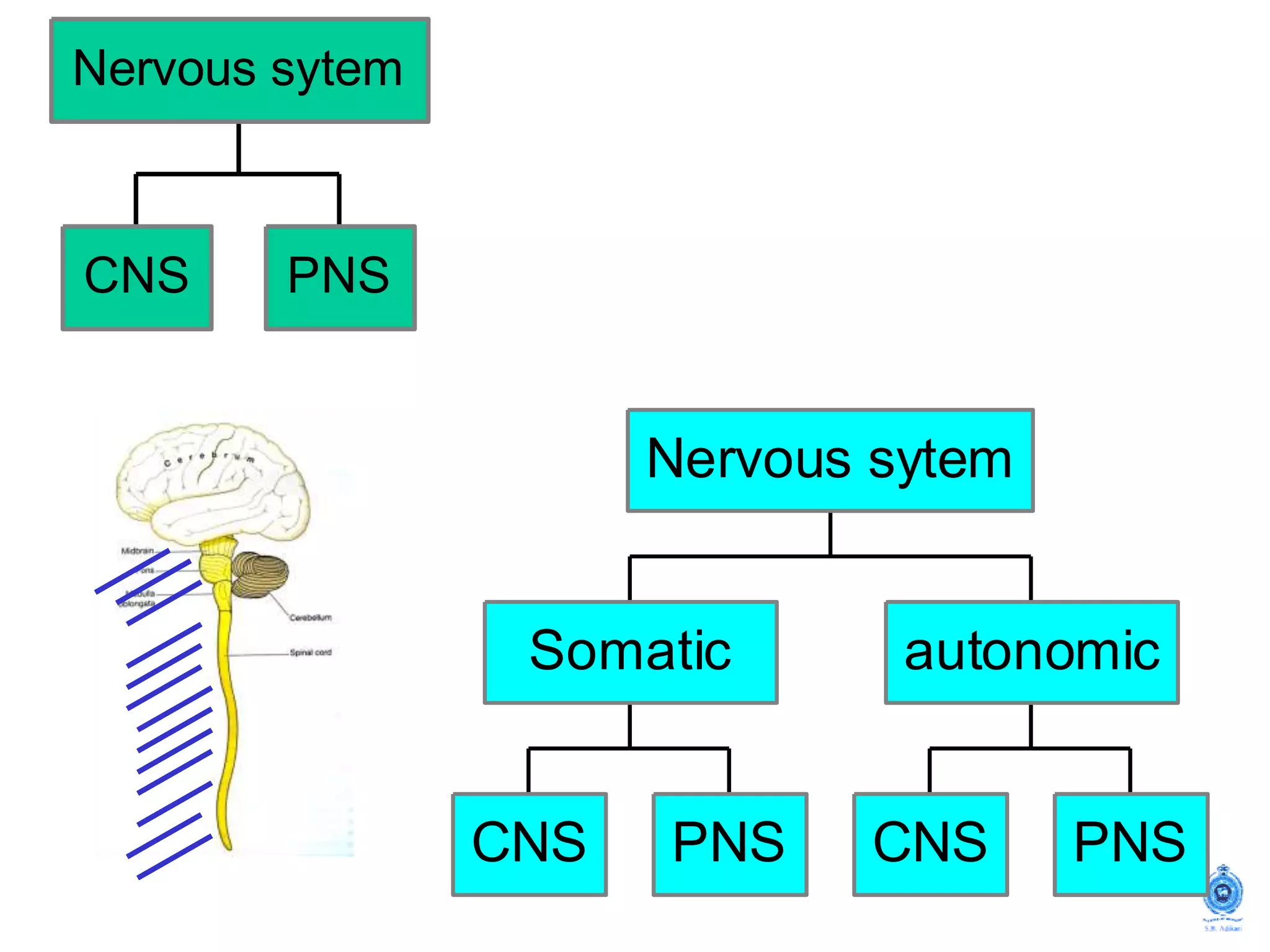 Typical Spinal Nerve.ppsx