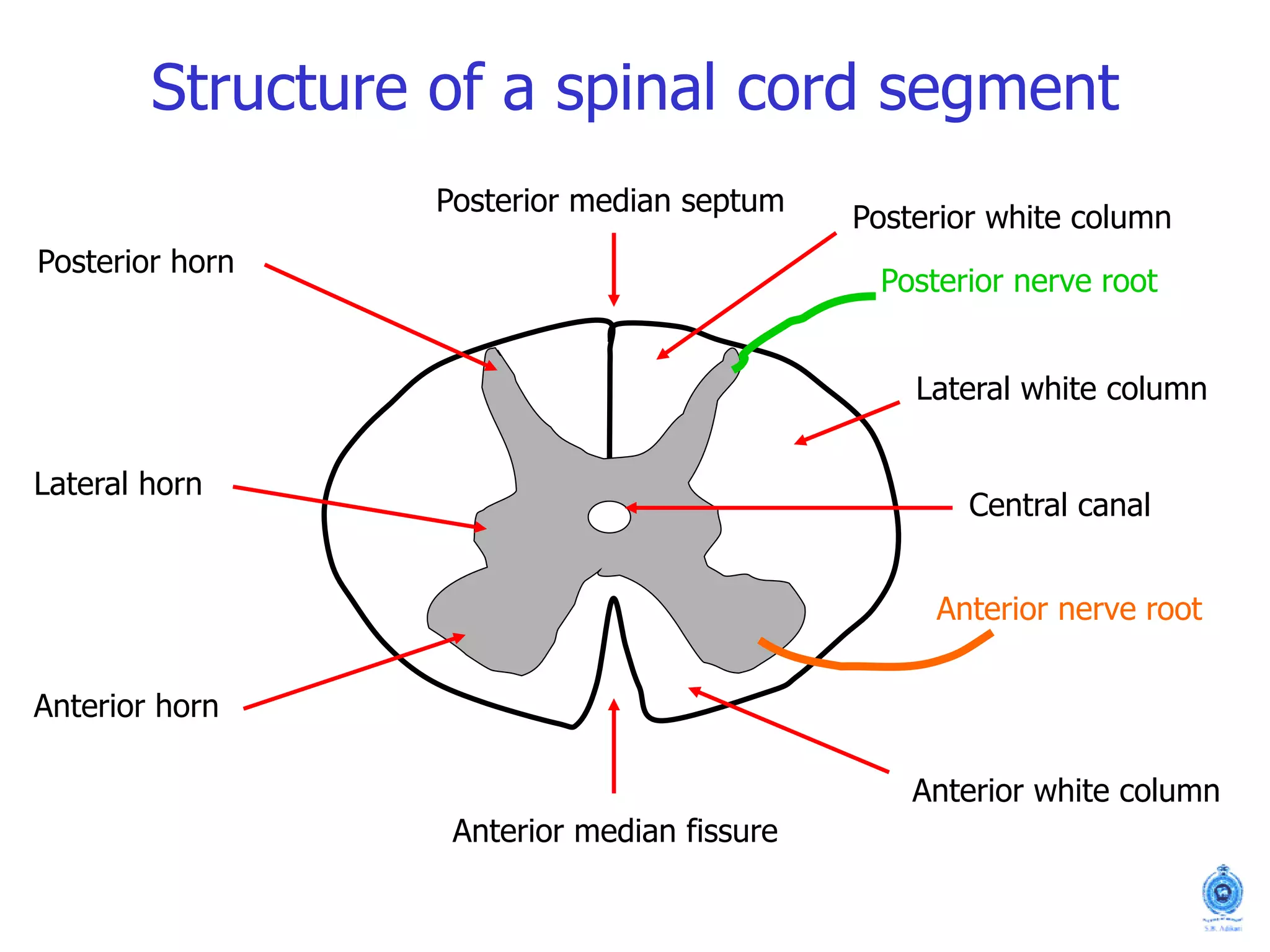 Typical Spinal Nerve.ppsx