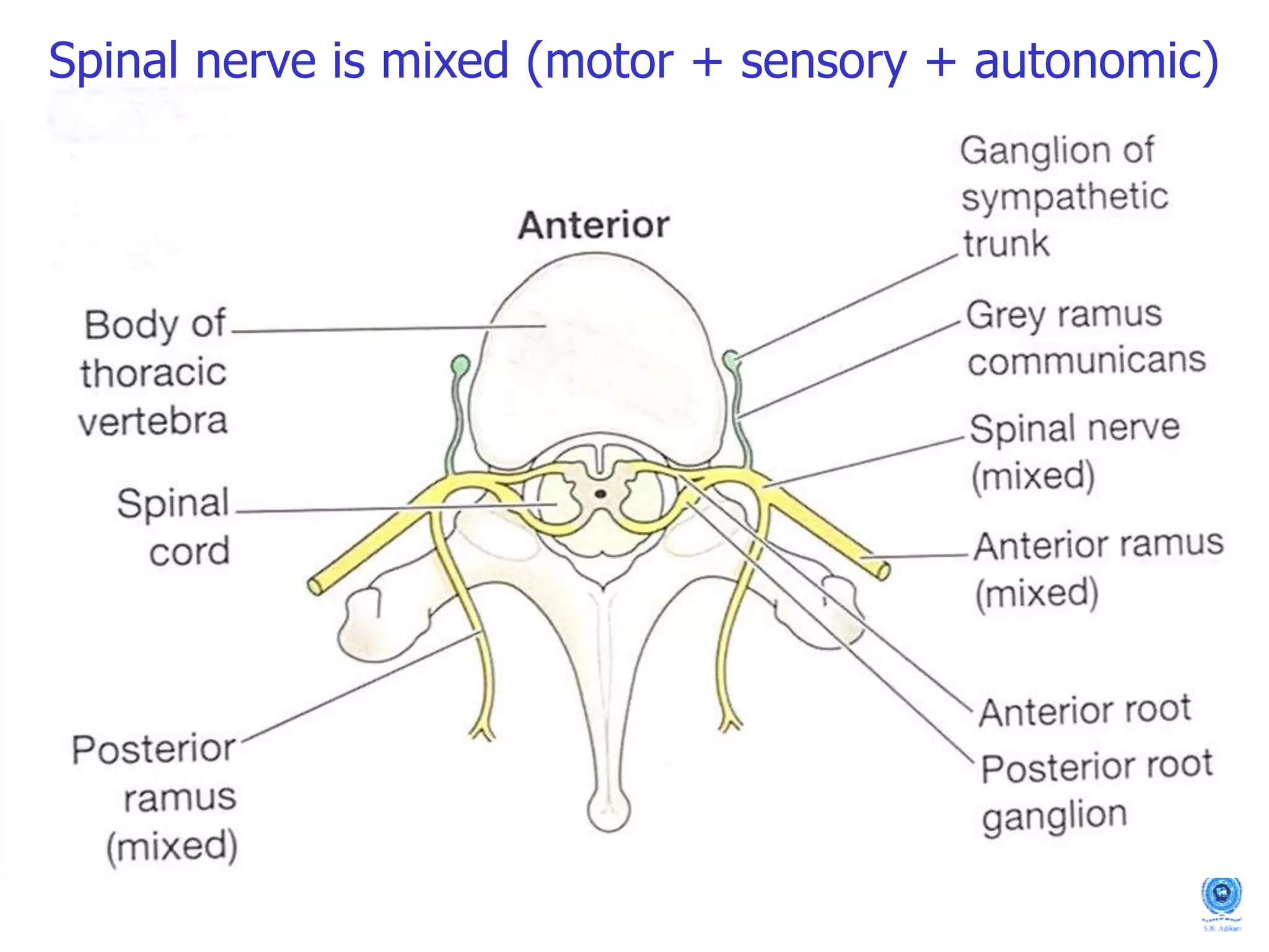 Typical Spinal Nerve.ppsx