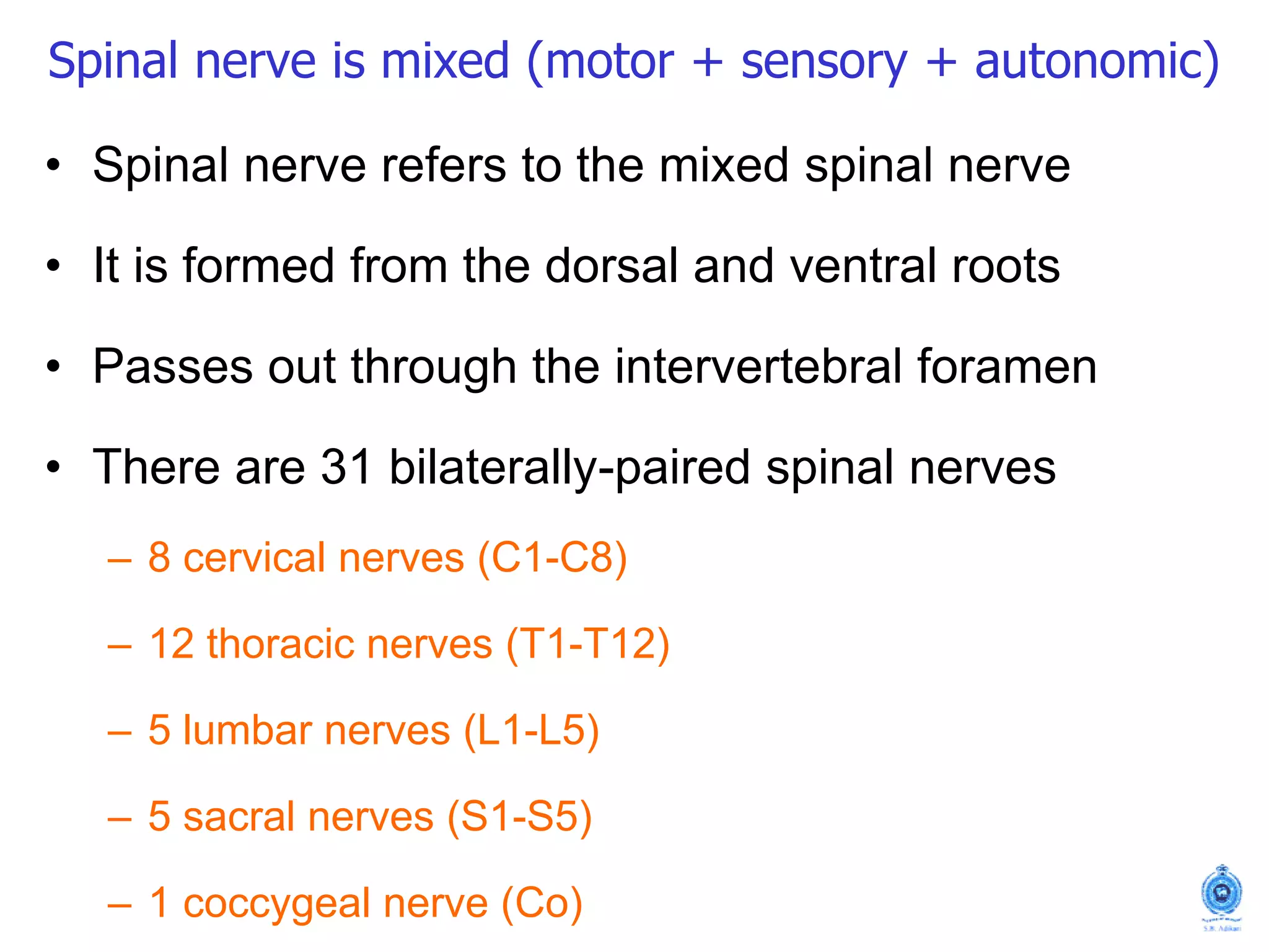Typical Spinal Nerve.ppsx