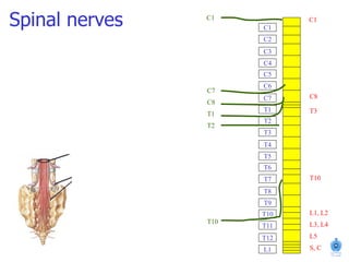 Typical Spinal Nerve.ppsx