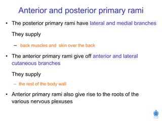 Typical Spinal Nerve.ppsx