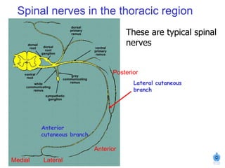Typical Spinal Nerve.ppsx