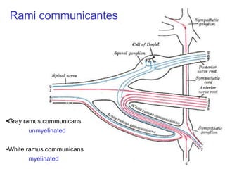 Typical Spinal Nerve.ppsx