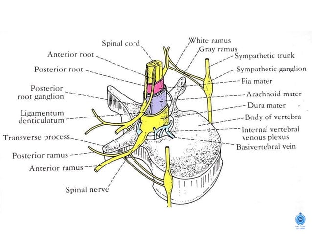 Typical Spinal Nerve.ppsx