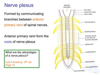 Typical Spinal Nerve.ppsx