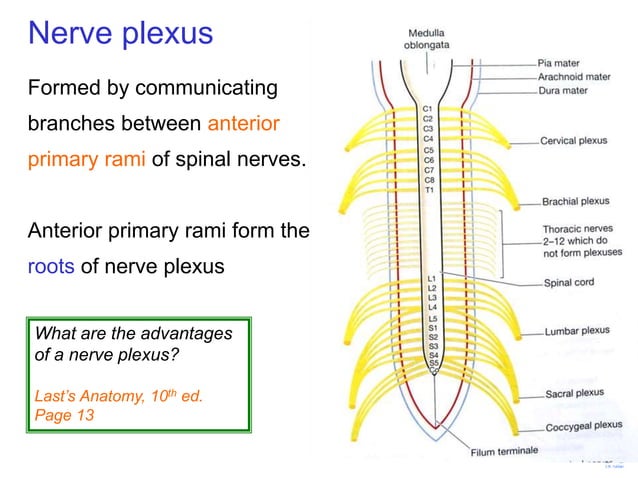Typical Spinal Nerve.ppsx
