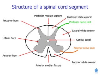 Typical Spinal Nerve.ppsx